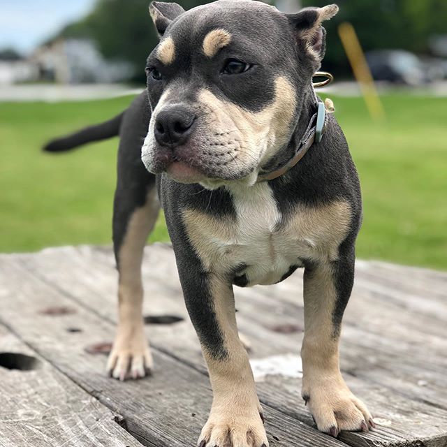 About - Mr.K9 Dog Training